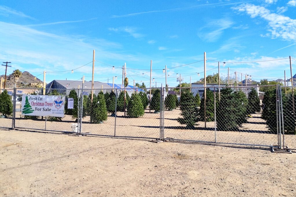 Boy Scouts open Christmas tree lot | North Central News