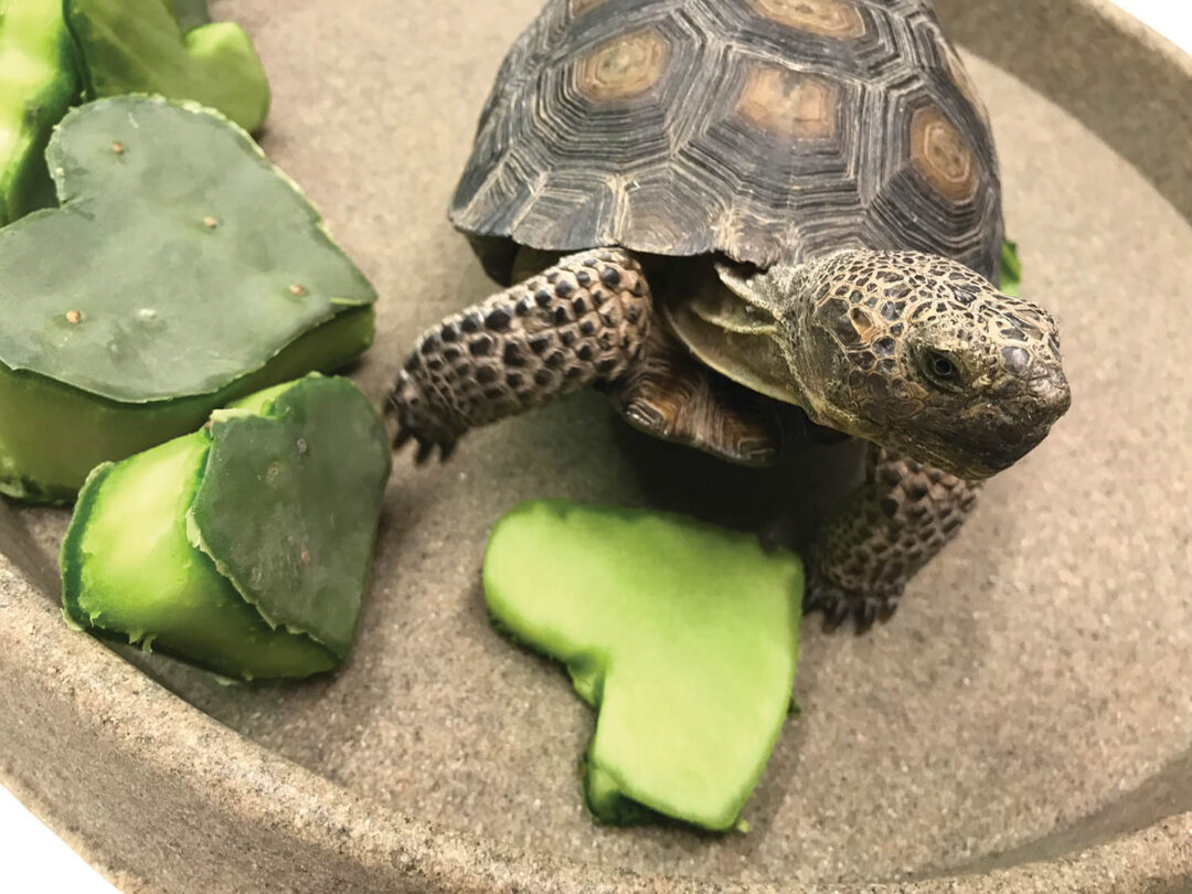 Desert tortoises still need homes | North Central News