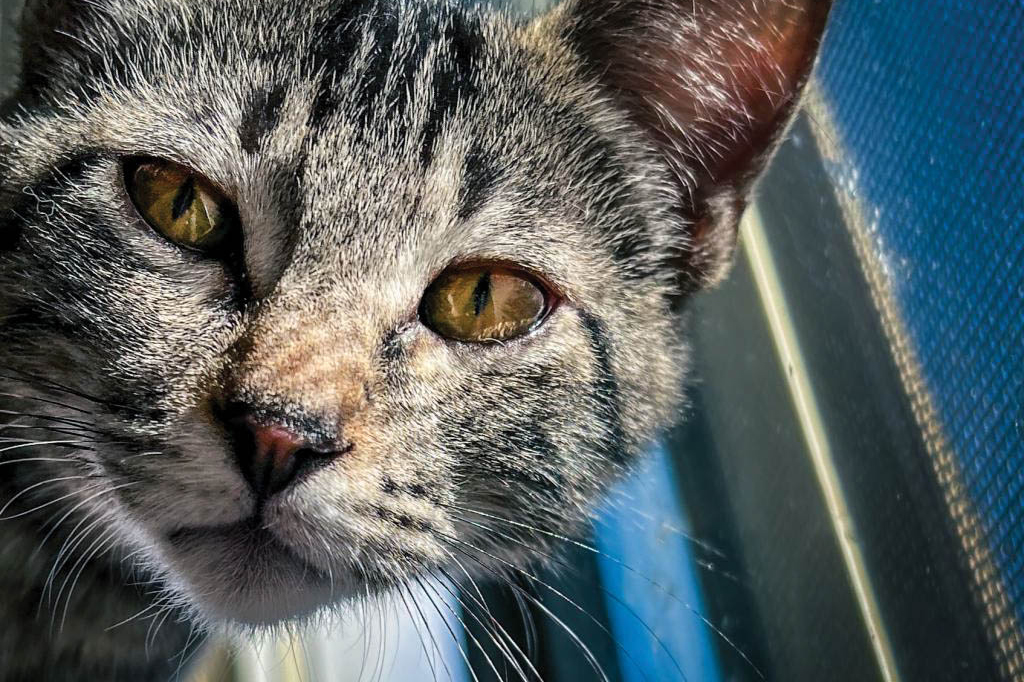 Support rescue cats at Whiskers fundraiser | North Central News