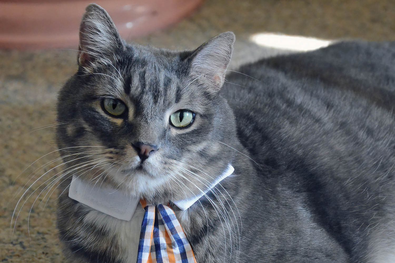 Local cat does good | North Central News