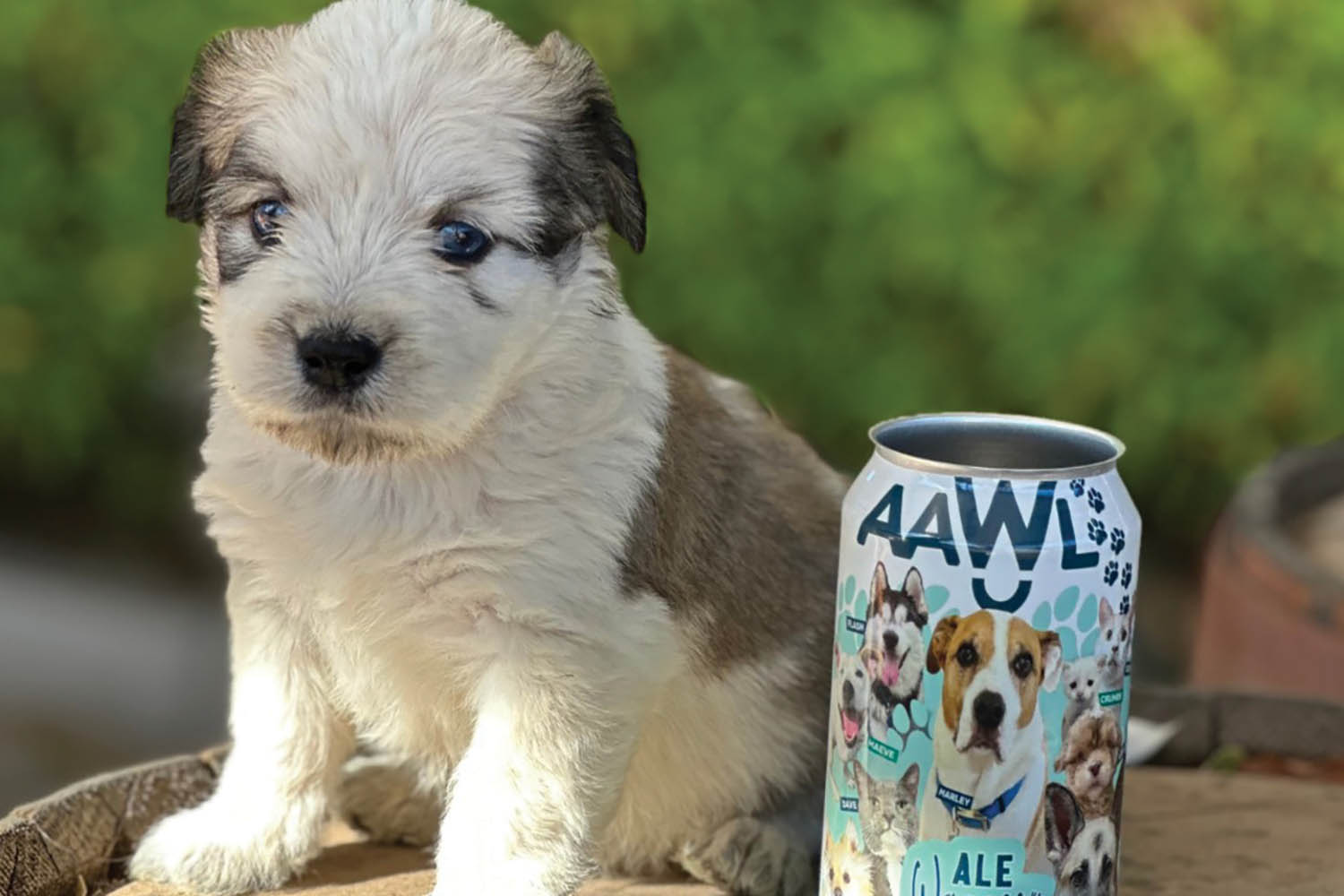 New brew supports AAWL | North Central News